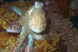 Octopus: Shape-Shifting Ocean Wonders - Nature Roamer
