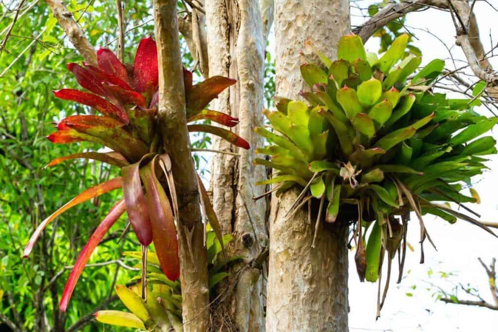 Exploring the Anatomy of Trees - Nature Roamer