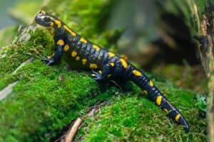 Poisonous Secrets of the Amphibian World - Nature Roamer