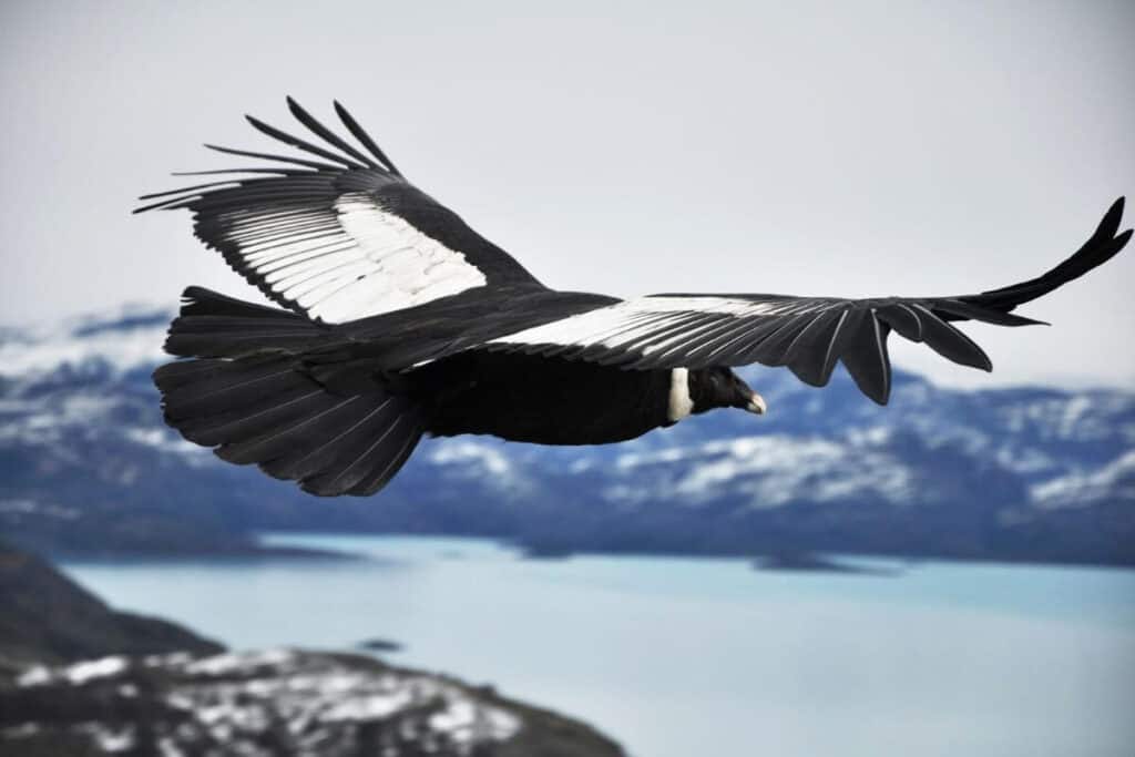Adaptations of High-Altitude Birds - Nature Roamer