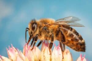 Insects that have Shaped Human History - Nature Roamer