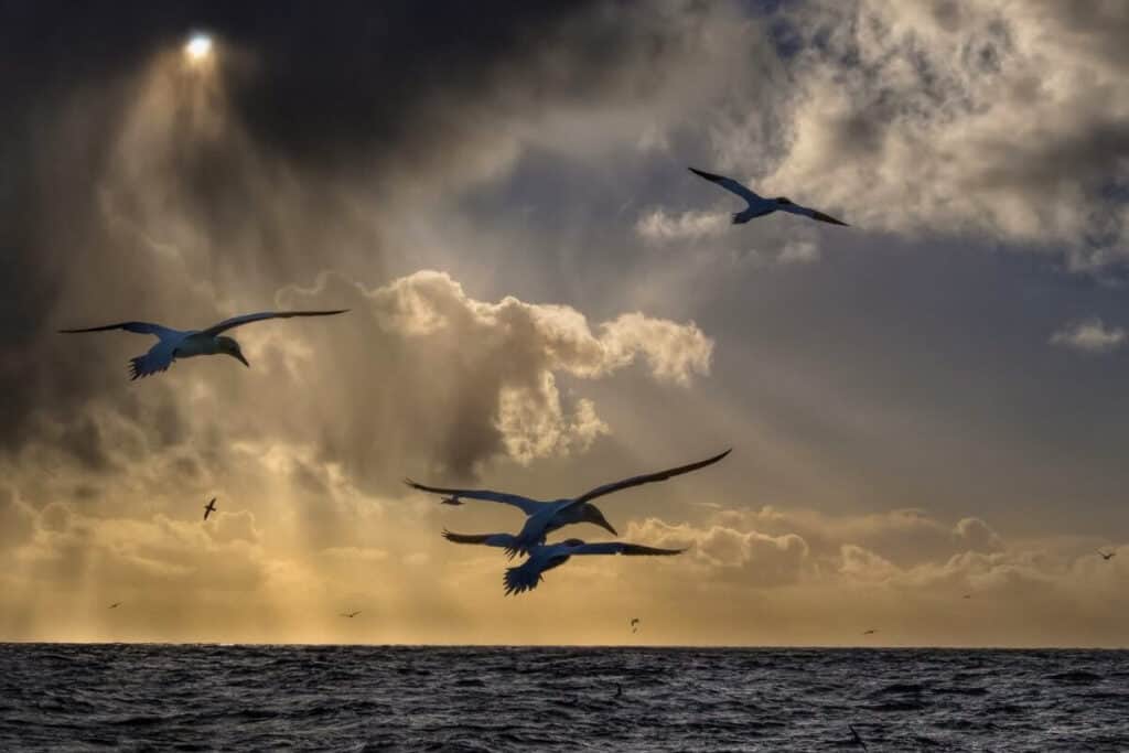 How Birds Can Predict Changes in Weather Patterns - Nature Roamer