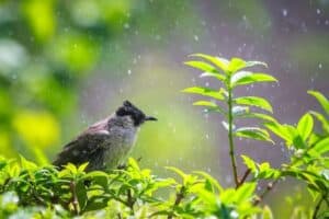 How Birds Can Predict Changes in Weather Patterns - Nature Roamer