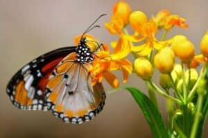 Why We Should Appreciate Insects: Their Benefits & Importance - Nature ...