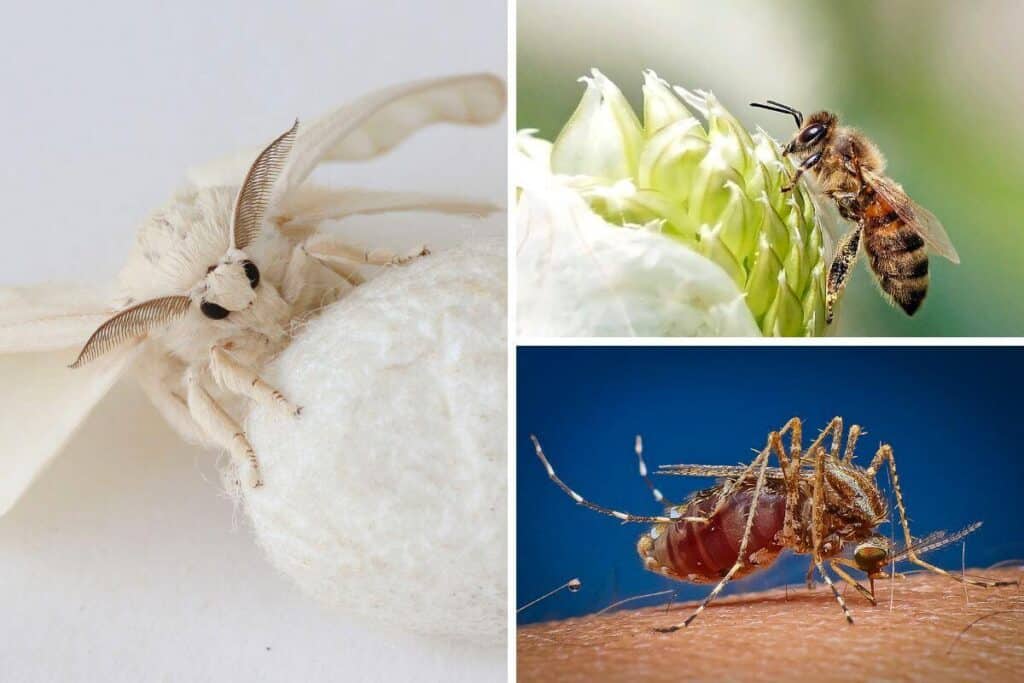 Nature's Living Rainbows: Exploring Colorful Insects - Nature Roamer