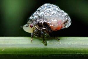 Understanding Spittlebugs: The Garden's Bubble-Makers - Nature Roamer