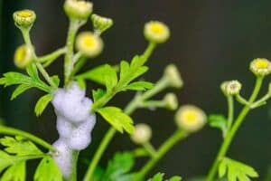 Understanding Spittlebugs: The Garden's Bubble-Makers - Nature Roamer