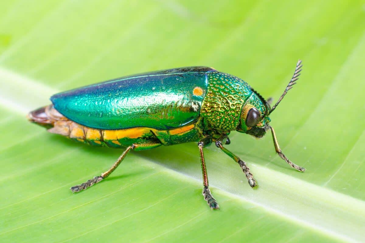 Nature's Living Rainbows: Exploring Colorful Insects - Nature Roamer