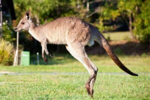 How do Tails Help Animals? - Nature Roamer