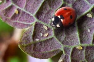 A Guide to Ladybugs - Nature Roamer