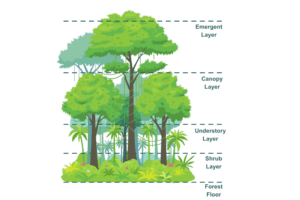 Forest Types in the World - Nature Roamer