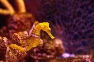 Exploring the World of Seahorses - Nature Roamer