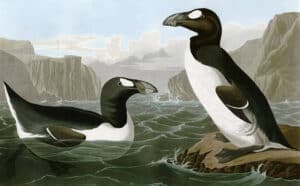 Gone Forever: Extinct Birds of North America - Nature Roamer