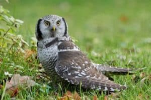 North American Owl Species: A Comprehensive Guide - Nature Roamer