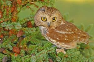 North American Owl Species: A Comprehensive Guide - Nature Roamer