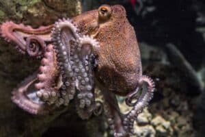 Octopus: Shape-Shifting Ocean Wonders - Nature Roamer