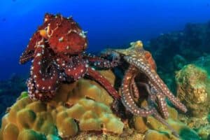 Octopus: Shape-Shifting Ocean Wonders - Nature Roamer