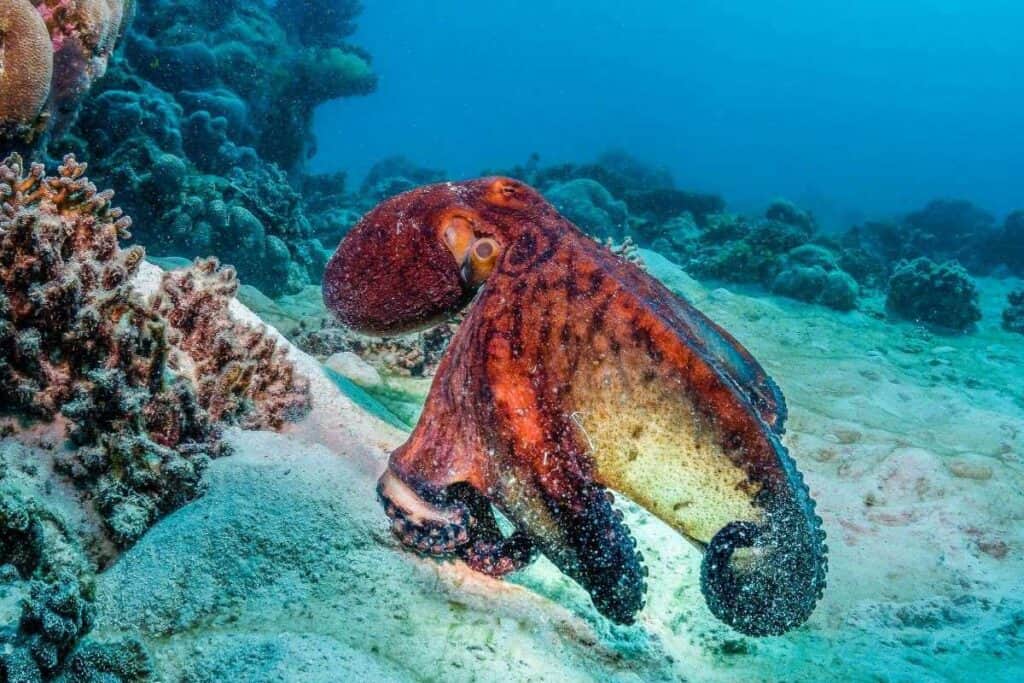 Octopus: Shape-Shifting Ocean Wonders - Nature Roamer