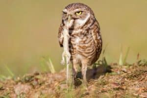 North American Owl Species: A Comprehensive Guide - Nature Roamer