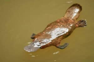 Strange Animal Births: Unusual Delivery Methods - Nature Roamer