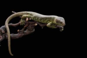 Animals with Prehensile Tails - Nature Roamer