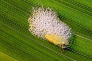 Understanding Spittlebugs: The Garden's Bubble-Makers - Nature Roamer