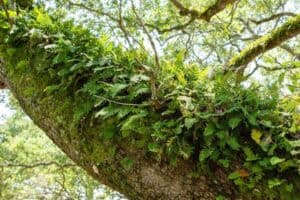 Epiphytic Plants: Air-Dwelling Wonders - Nature Roamer