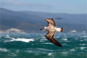 How Birds Can Predict Changes in Weather Patterns - Nature Roamer