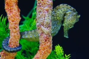 Exploring the World of Seahorses - Nature Roamer