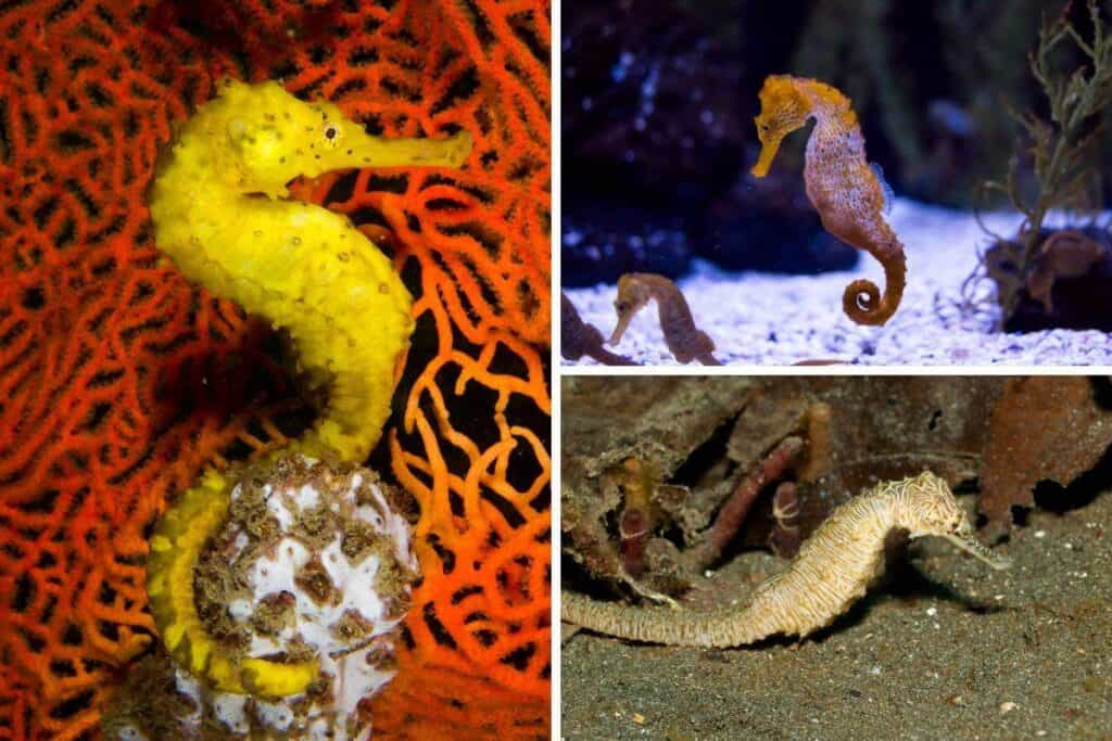 Exploring the World of Seahorses - Nature Roamer