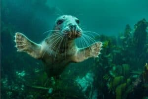 Remarkable Senses of Animals - Nature Roamer