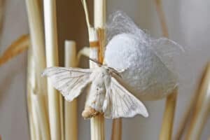 Insects that have Shaped Human History - Nature Roamer