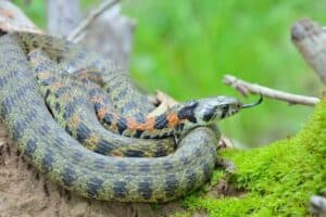 Remarkable Senses of Animals - Nature Roamer