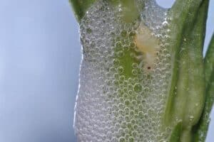 Understanding Spittlebugs: The Garden's Bubble-Makers - Nature Roamer