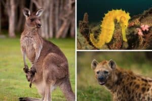 Strange Animal Births: Unusual Delivery Methods - Nature Roamer