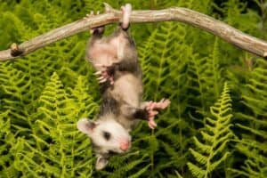 Animals with Prehensile Tails - Nature Roamer
