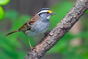 How Birds Can Predict Changes in Weather Patterns - Nature Roamer