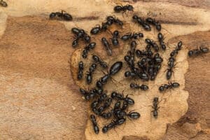 Evolution of Insect Communication: From Signaling to Songs - Nature Roamer