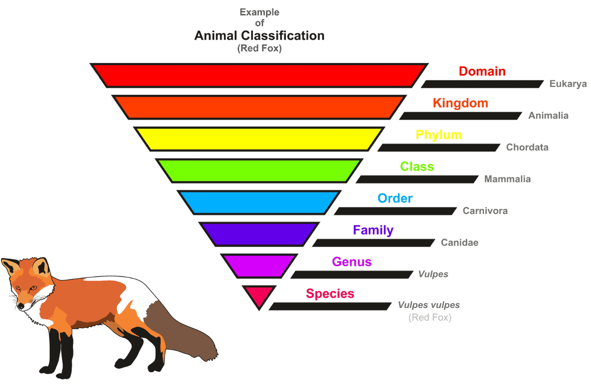 Exploring the Scientific Naming of Flora & Fauna - Nature Roamer