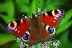 Evolution of Insect Communication: From Signaling to Songs - Nature Roamer