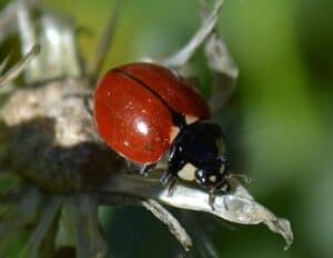 A Guide to Ladybugs - Nature Roamer