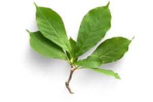 Science of Leaves: Anatomy, Arrangement, & Adaptations - Nature Roamer