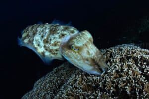 Animals with Incredible Night Vision - Nature Roamer