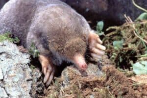 Animals that are Blind (Species & Adaptations) - Nature Roamer