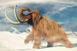 Animals that were Rediscovered after Years of Extinction - Nature Roamer