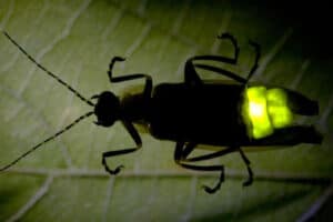 Evolution of Insect Communication: From Signaling to Songs - Nature Roamer