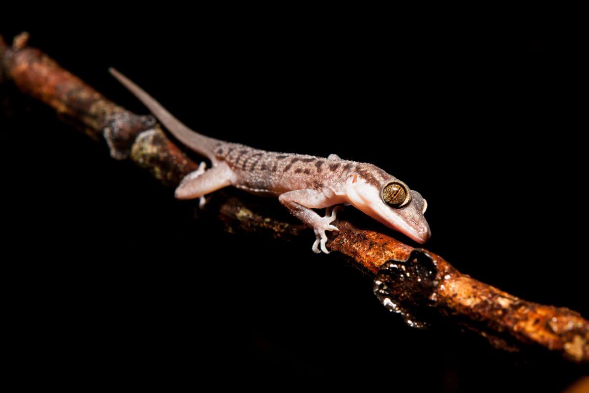 Animals with Incredible Night Vision - Nature Roamer