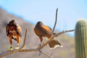 Cooperative Hunting in the Animal Kingdom - Nature Roamer