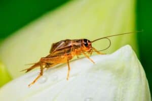 Evolution of Insect Communication: From Signaling to Songs - Nature Roamer