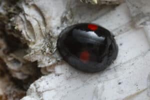 A Guide to Ladybugs - Nature Roamer